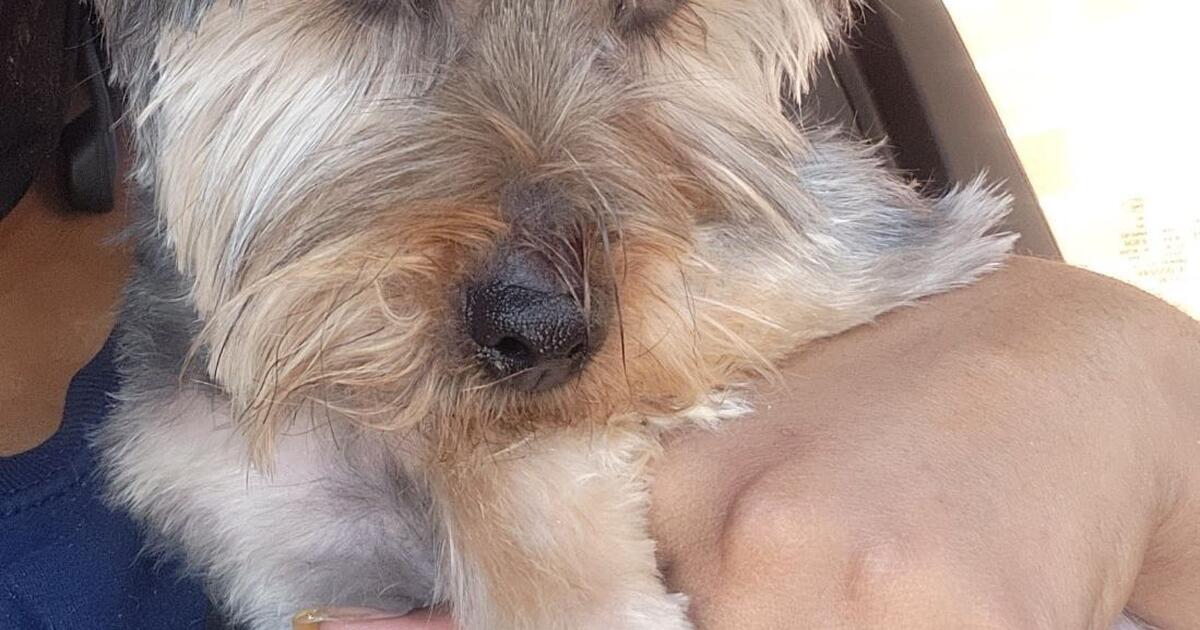 Sadly have to sell 1 year old Yorkie Male for $700 in Richton Park, IL ...