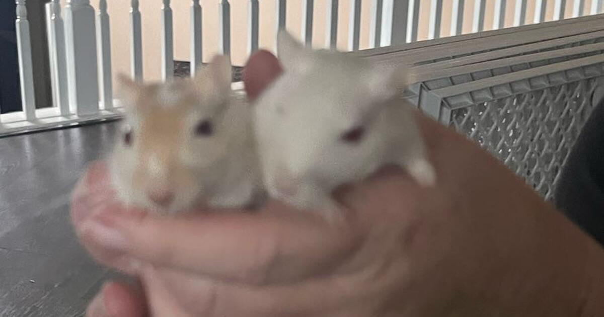 Female gerbils for Free in Sanford, FL | Finds — Nextdoor