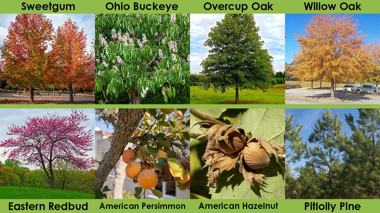 Orders Are Now Open For The 2024 Tiny Trees Program City Of Des