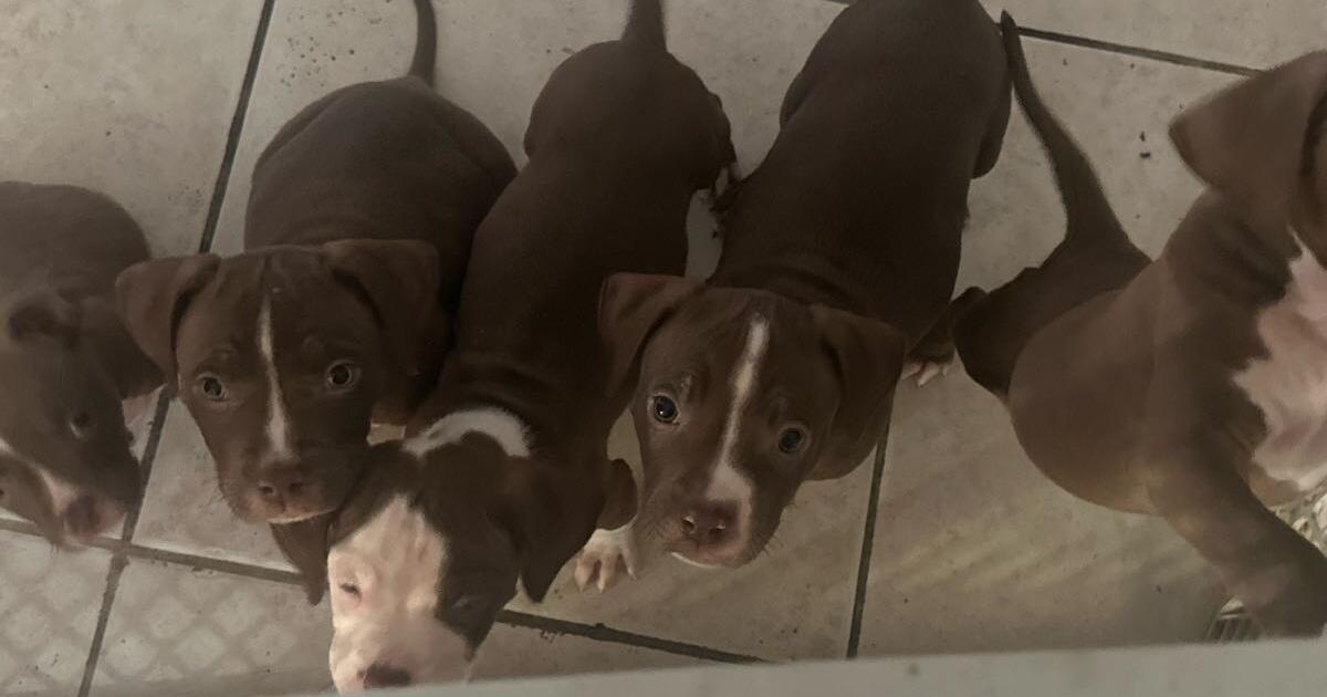 Puppies For Free In Las Vegas Nv For Sale And Free — Nextdoor