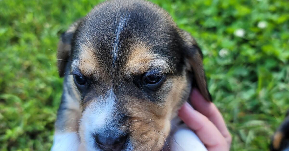 Full blooded beagle puppies for $200 in Elon, NC | For Sale & Free ...