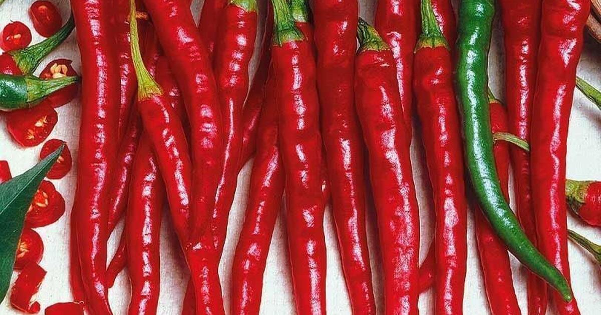 Transplant, Sichuan ErJingTiao Hot Pepper 二荆条 in 4 inch pot for $5 in ...