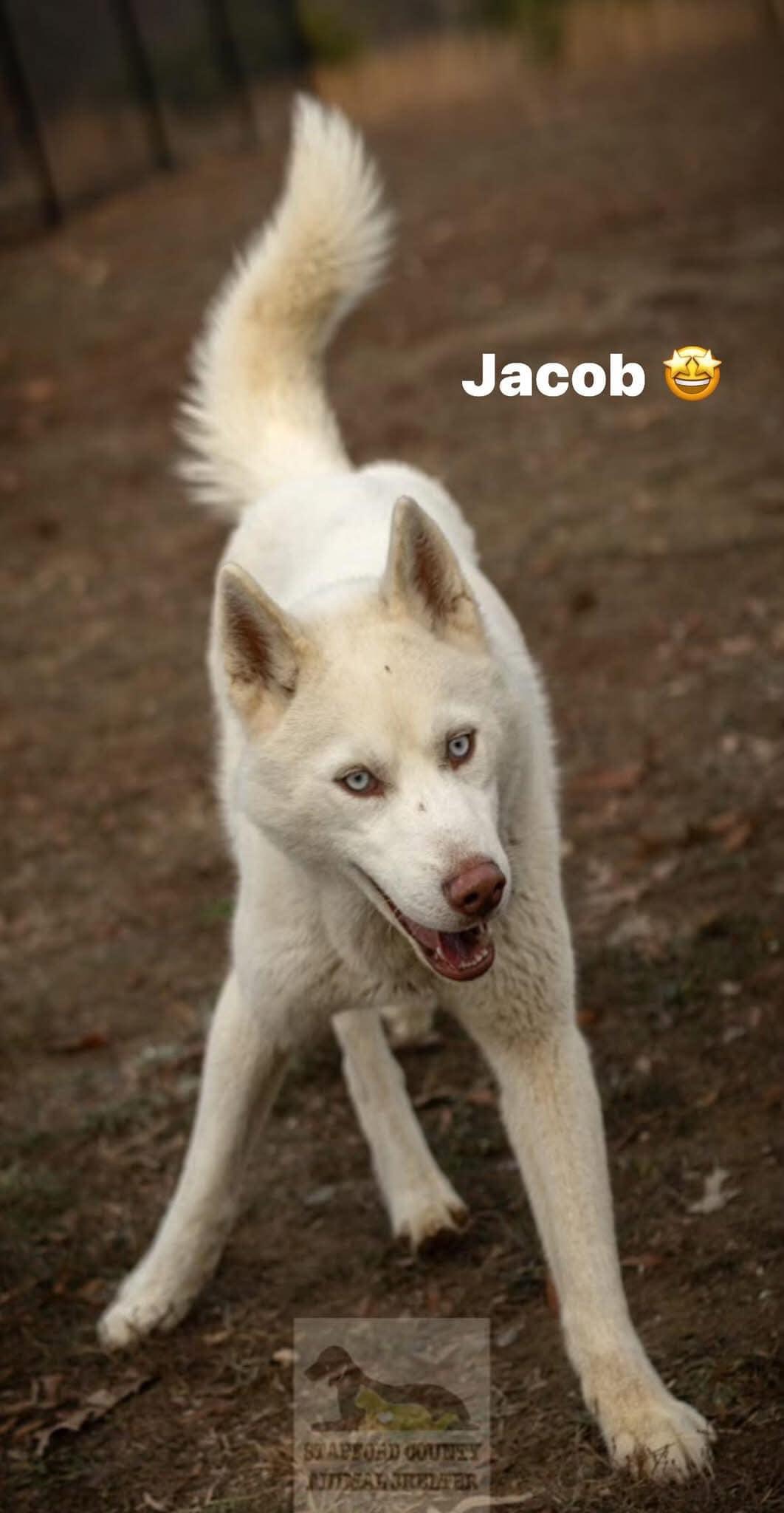 From the Animal Shelter: 🐾 National Change a Pet’s Life Day – Meet Snoopy, Jacob, and Simon ...