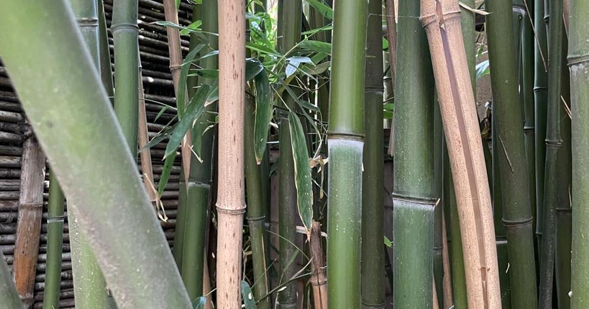 FREE 10-30’ bamboo stalks: cut it yourself very beautiful!! for Free in ...