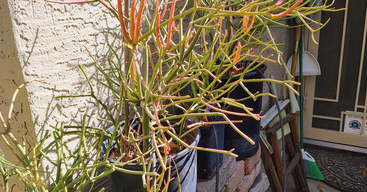 Firestick Euphorbia Cuttings for Free in Phoenix, AZ | For Sale & Free ...
