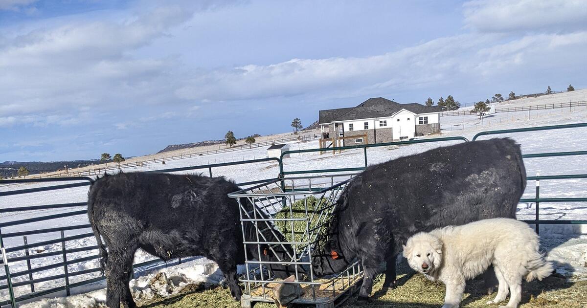 Taking beef reservations for April for $5 in Larkspur, CO | Finds ...