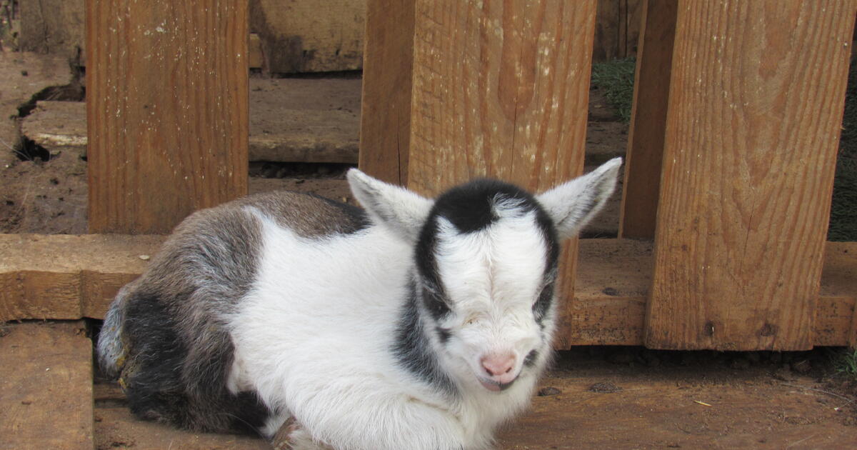 Pygmy doe goats for $125 in Garner, NC | For Sale & Free — Nextdoor