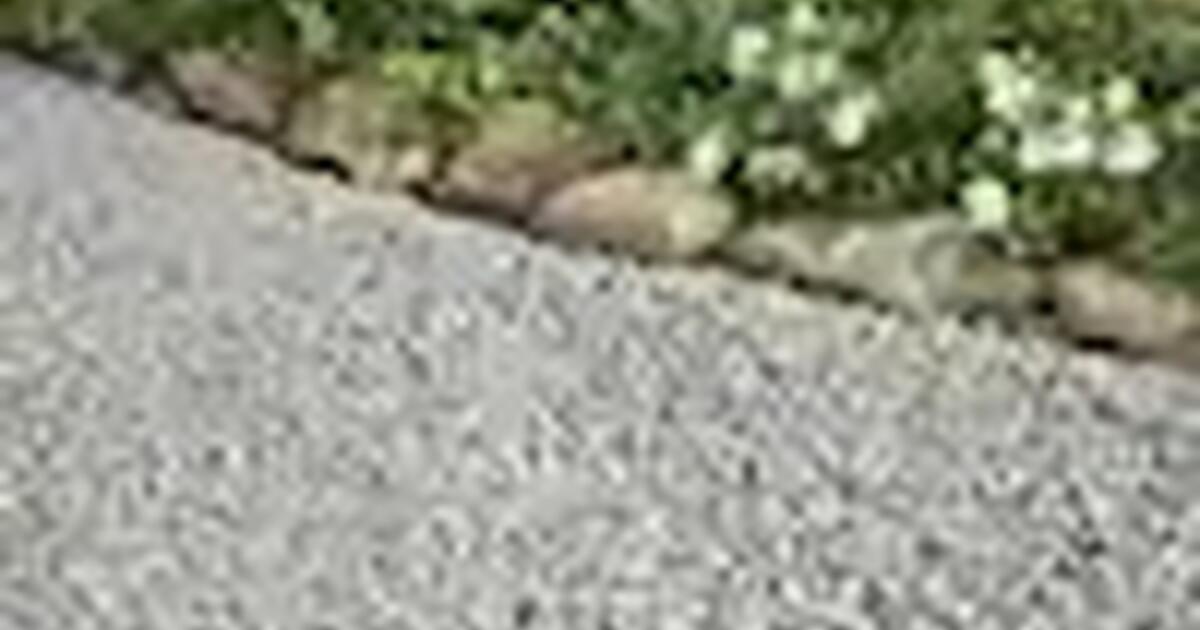 Vigoro 25 cu. ft. All-Purpose Decorative Landscape Rock for Free in ...