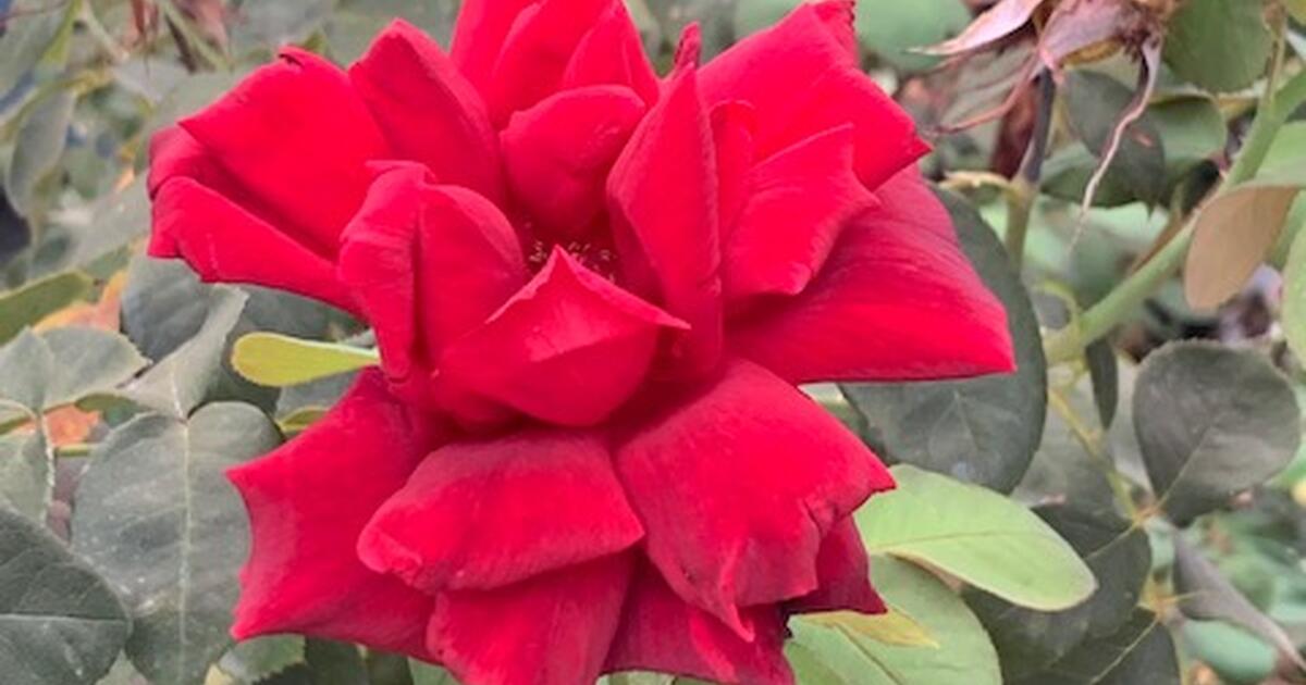 Mature rose bushes - deep red for Free in Los Angeles, CA | For Sale ...