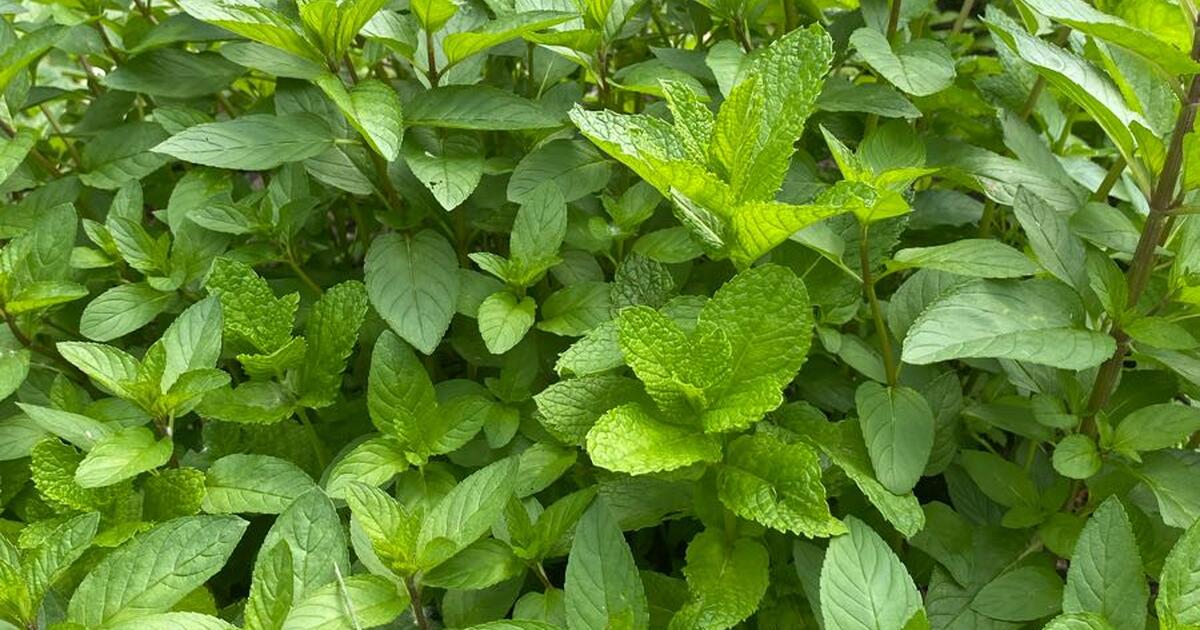 Free mint. for Free in Black Jack, MO | For Sale & Free — Nextdoor