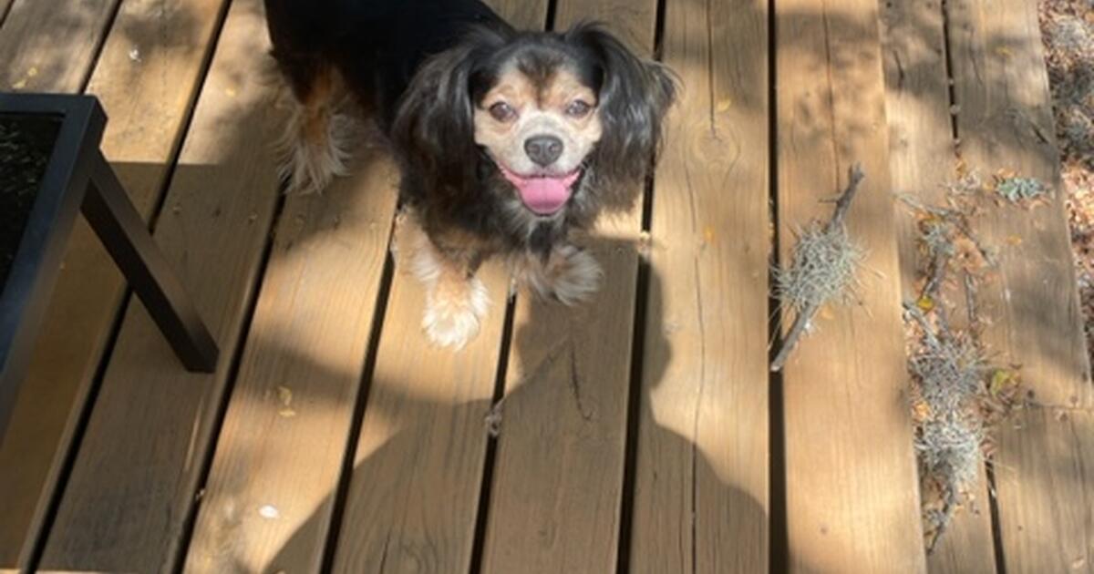 Dog for adoption for Free in San Antonio, TX | For Sale & Free — Nextdoor