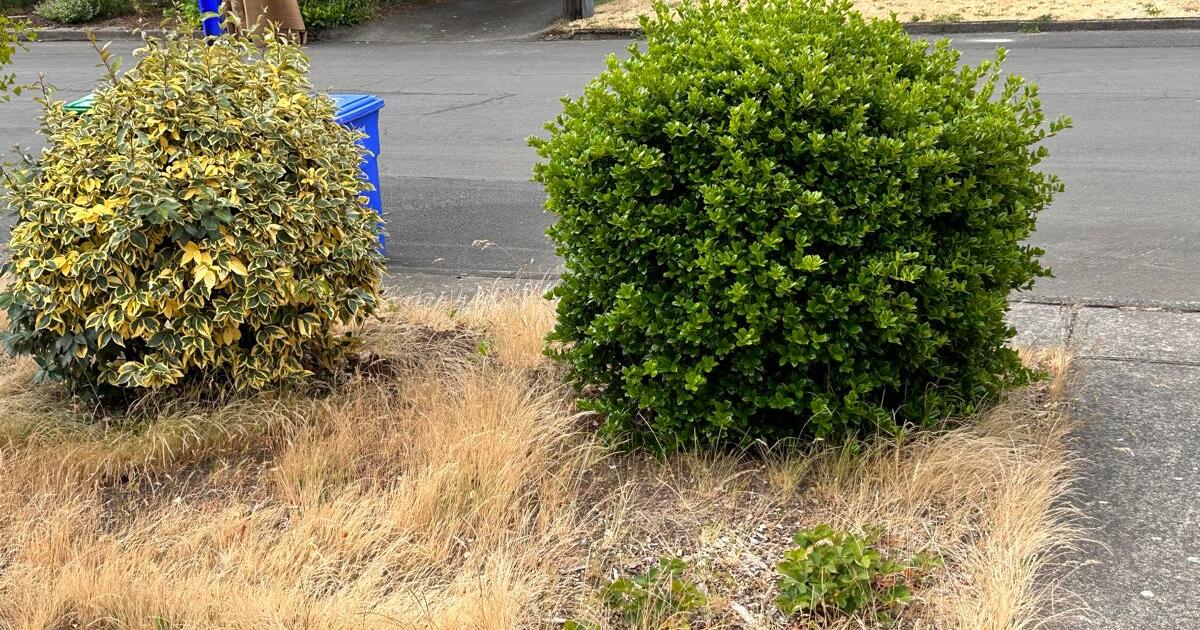 Mature Bushes for Free in Portland, OR | For Sale & Free — Nextdoor
