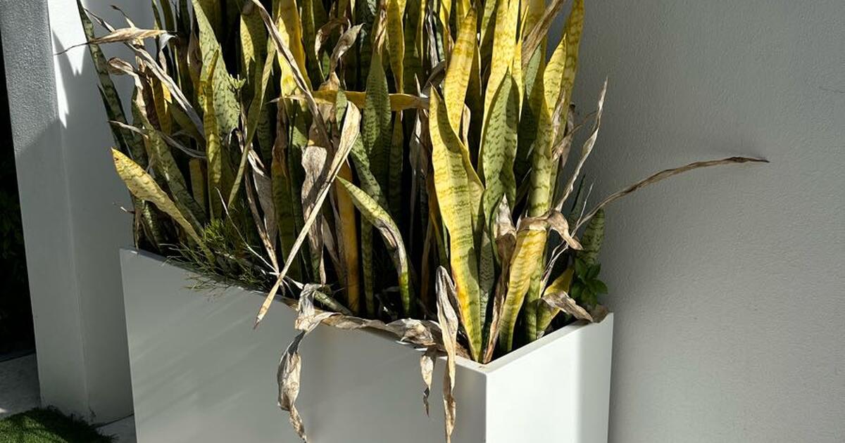 Outdoor planters for Free in Boca Raton, FL | For Sale & Free — Nextdoor