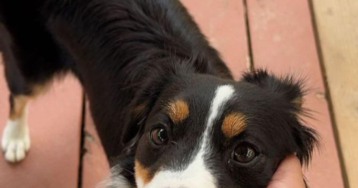 9 month old mini Aussie for $300 in Cantonment, FL | For Sale & Free ...