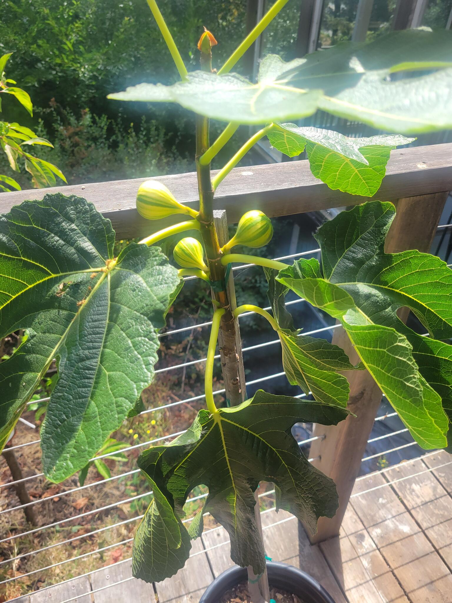 Fruiting PANACHE TIGER FIG TREE for $60 in Orinda, CA | For Sale & Free ...