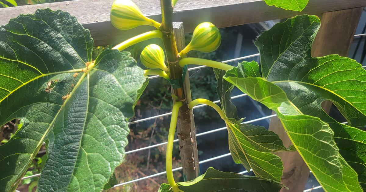 Fruiting PANACHE TIGER FIG TREE for $60 in Orinda, CA | For Sale & Free ...