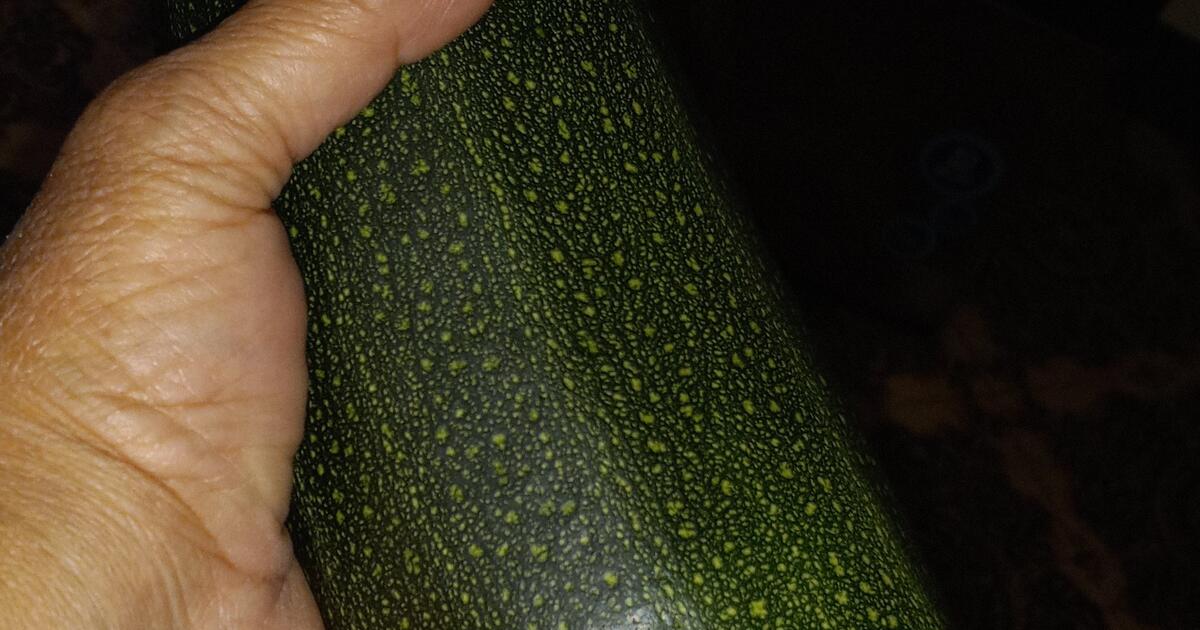 Green Squash And Armenian Cucumbers for $3 in Los Lunas, NM | For Sale ...
