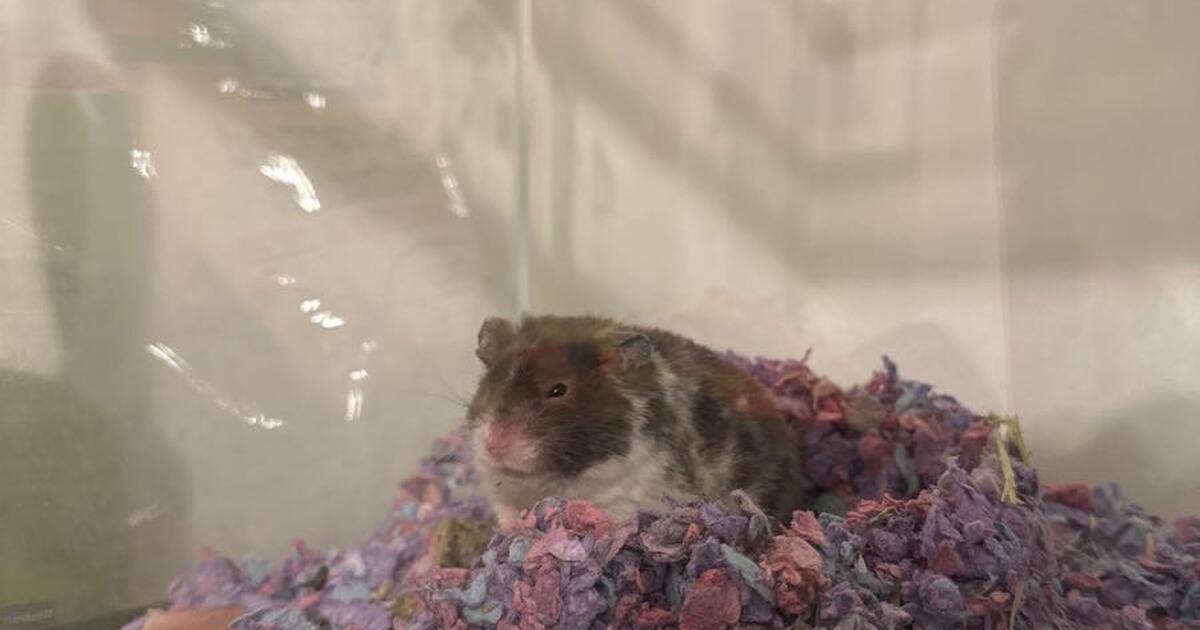 Hamster & Essentials for Free in Bakersfield, CA | For Sale & Free ...