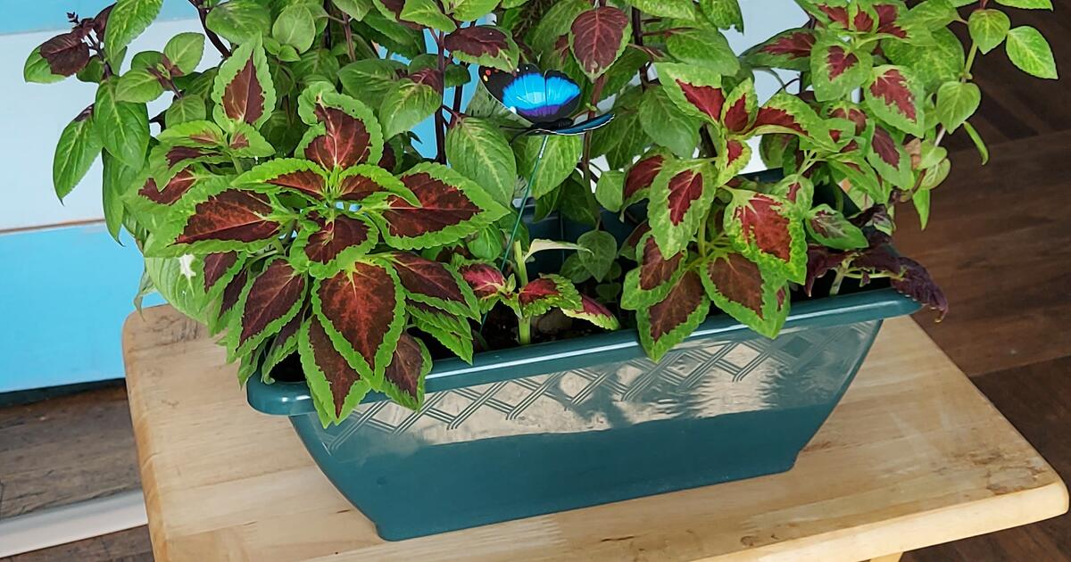 Beautiful live Coleus plants arrangements grown in Berkeley for $5 in ...