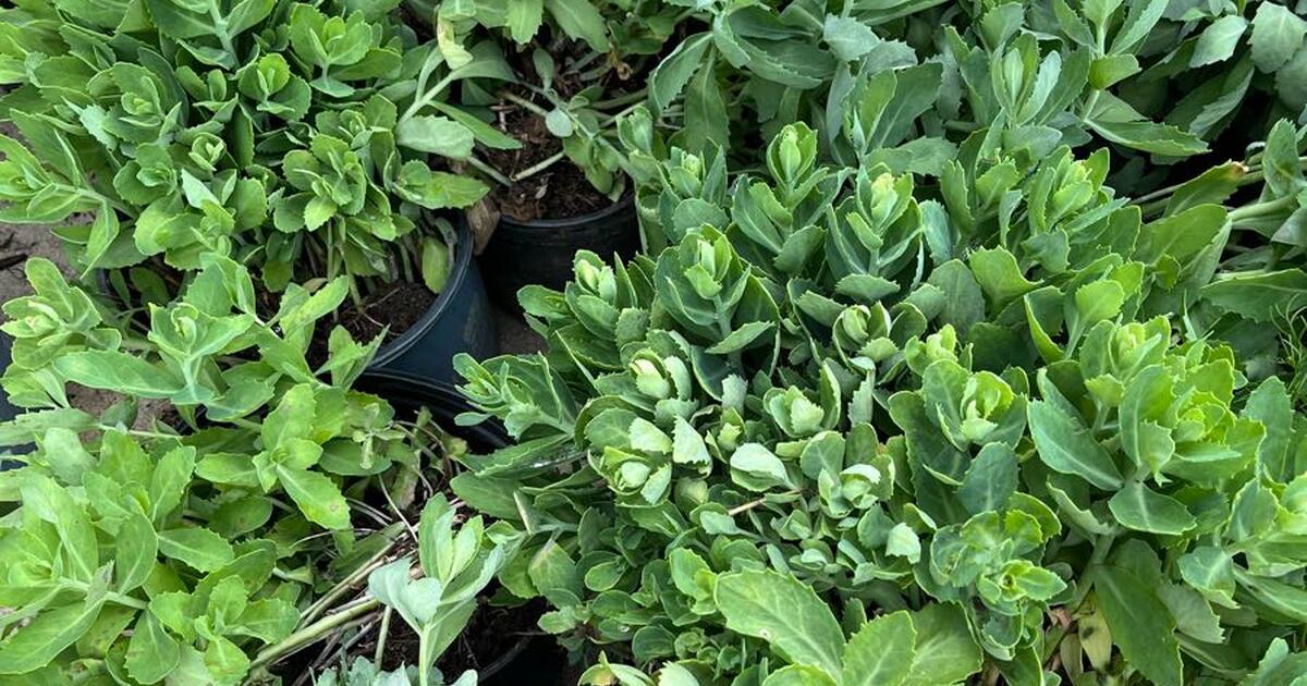 Plants - Sedum (mauve flower), hosta, yarrow, daffodils 🌼 for Free in ...