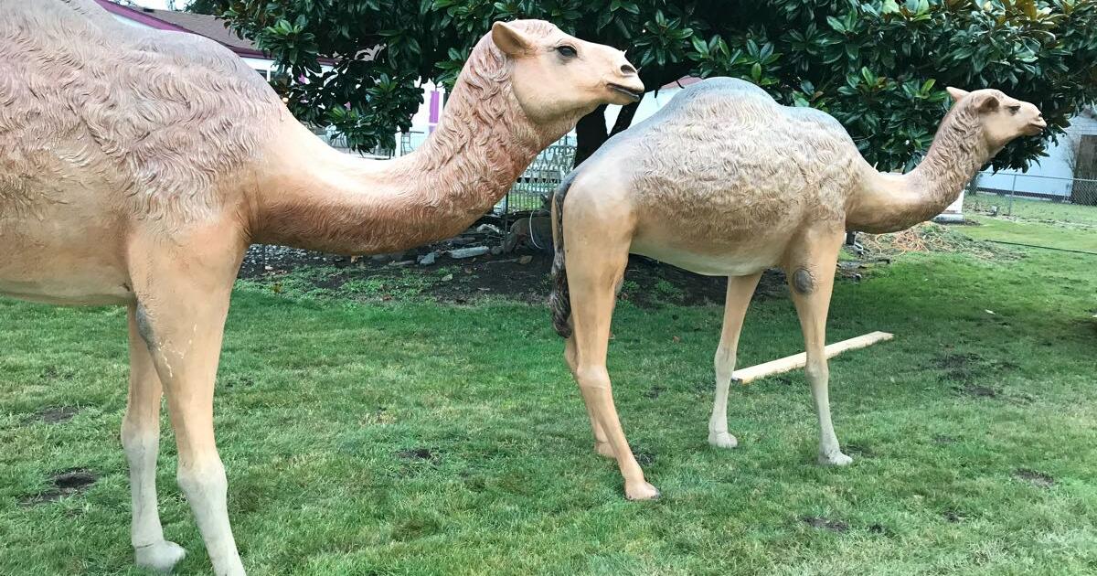 Two Camels for $2000 in Rochester, WA | For Sale & Free — Nextdoor