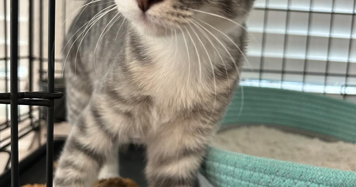 Super sweet 9 month old kitten for Free in Spring Branch, TX | For Sale ...