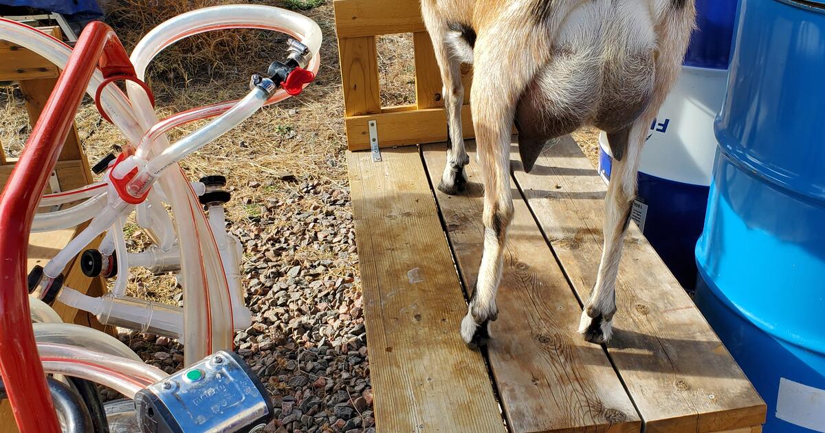 Milking Does with polydome in Franktown, CO | For Sale & Free — Nextdoor