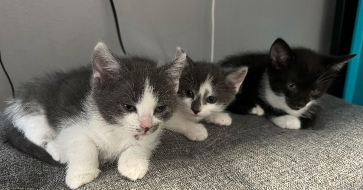 FREE KITTENS for Free in Fort Lauderdale, FL | For Sale & Free — Nextdoor