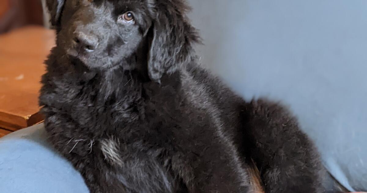 Newfoundland/Shepard Mix for Free in Chicago, IL | For Sale & Free ...