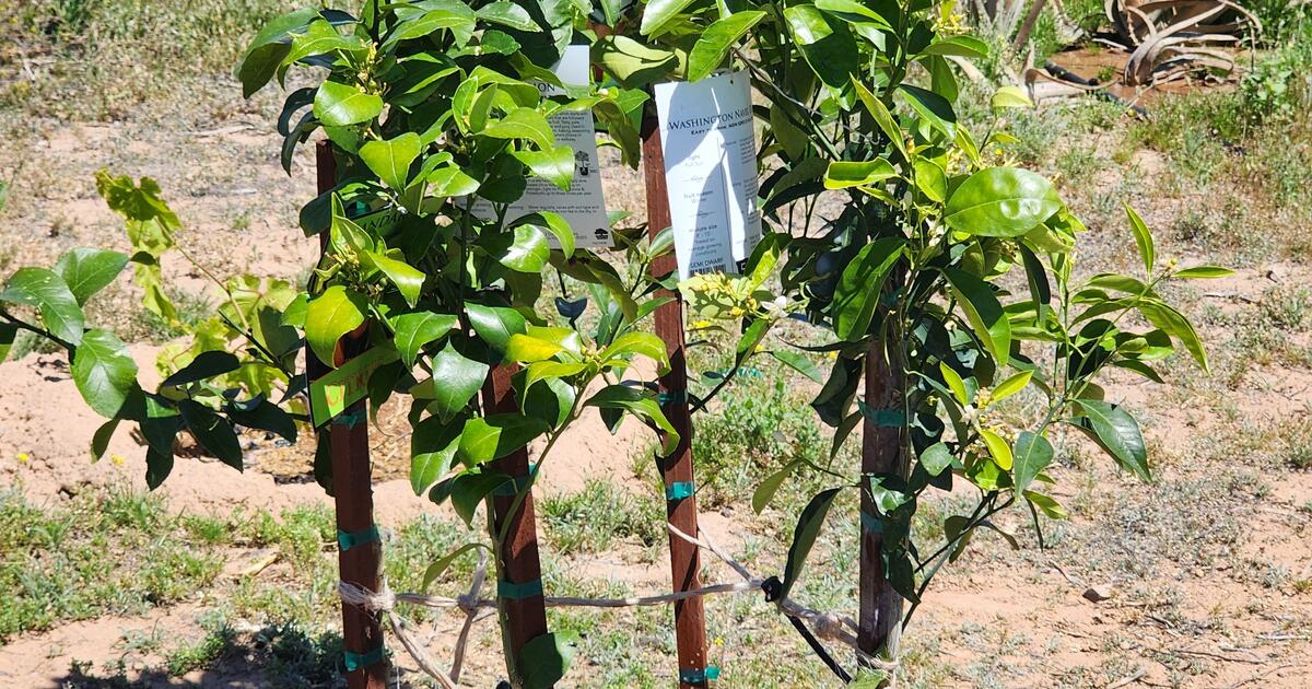 Assorted Citrus Trees in Casa Grande, AZ | For Sale & Free — Nextdoor