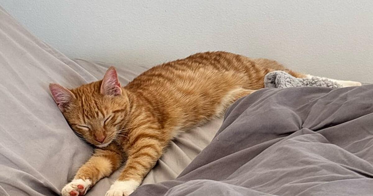 Free 2 1/2 month old kitten for Free in Inman, SC | For Sale & Free ...