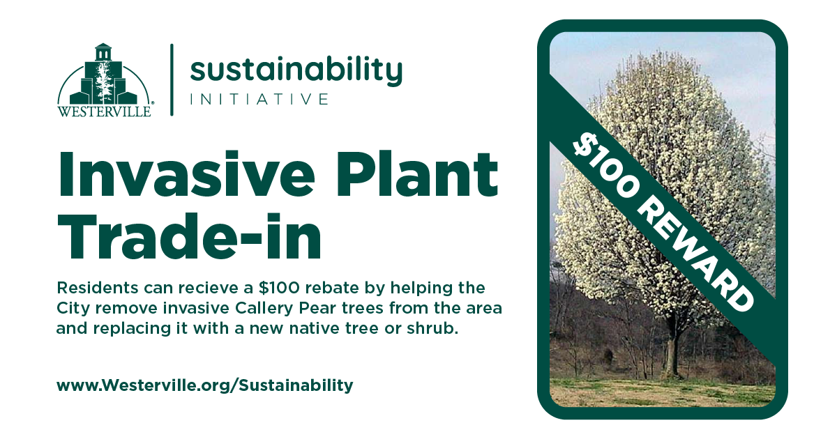 Residents can receive a $100 rebate by helping to remove invasive ...