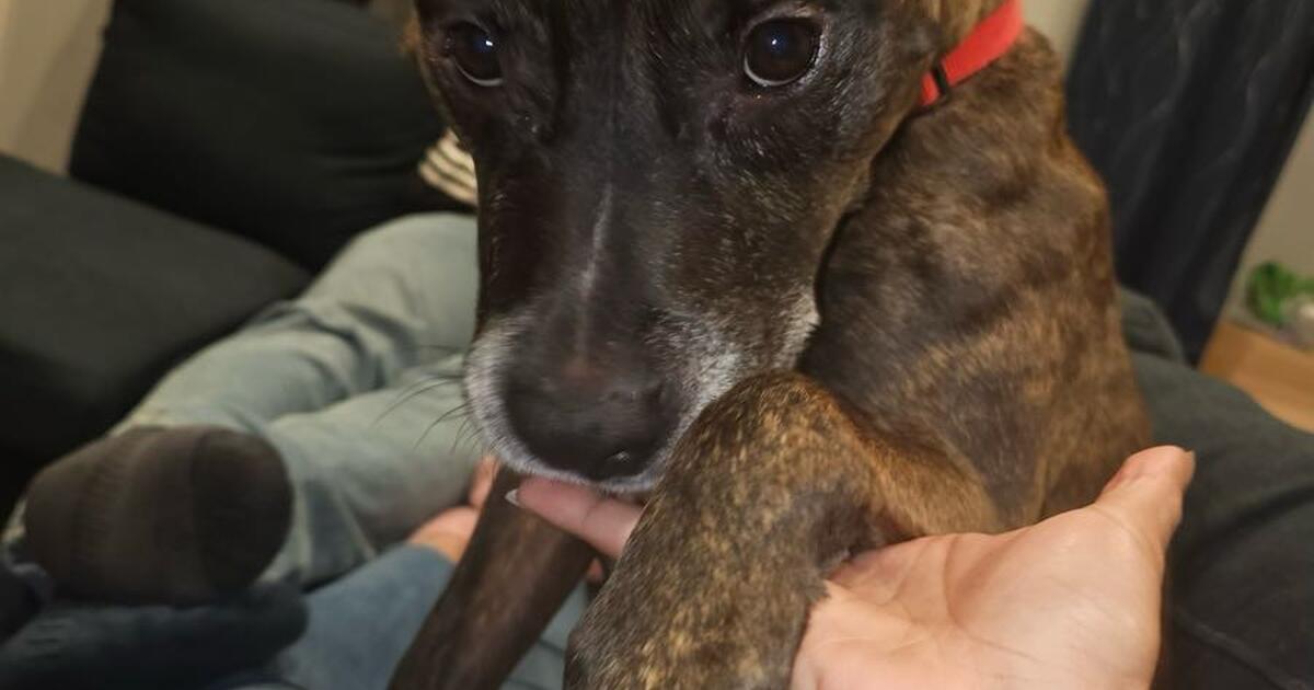 Rehoming for a friend for Free in Clarksville, TN | For Sale & Free ...