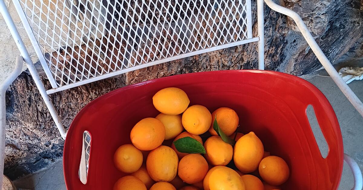 Free Myer Lemons Today. for Free in Sacramento, CA | For Sale & Free ...