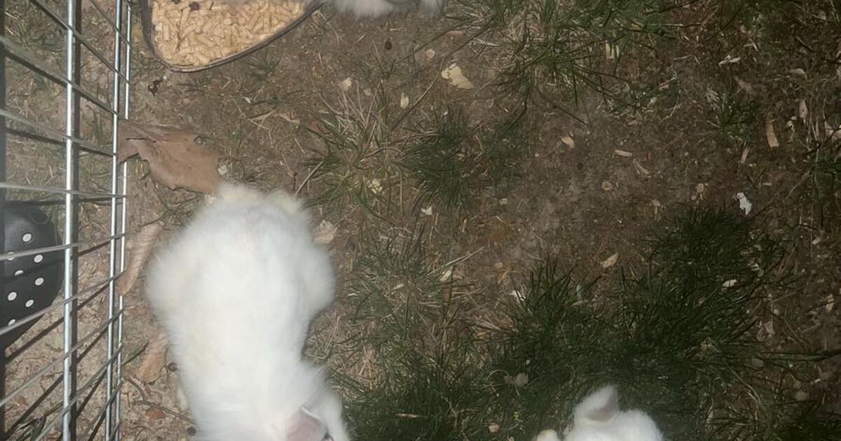 Rabbits for Free in Midlothian, VA | For Sale & Free — Nextdoor