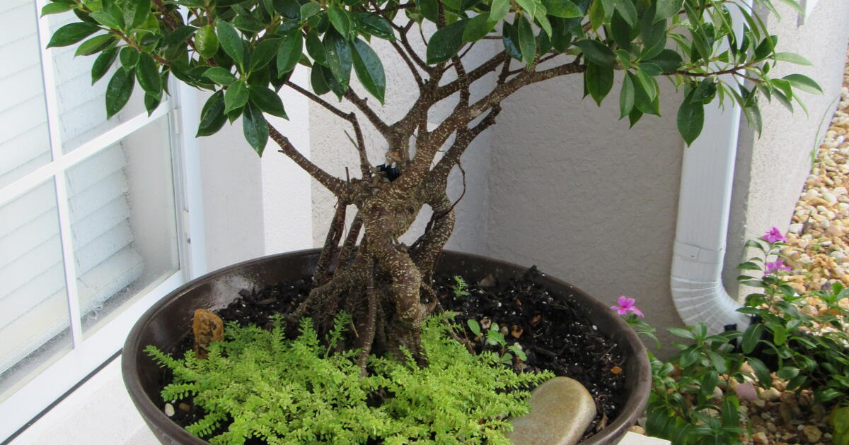 Potted Bonsai Tree for $400 in Homosassa, FL | For Sale & Free — Nextdoor