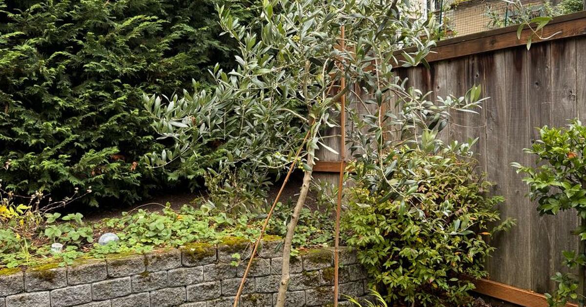 Olive Tree for Free in Seattle, WA | For Sale & Free — Nextdoor