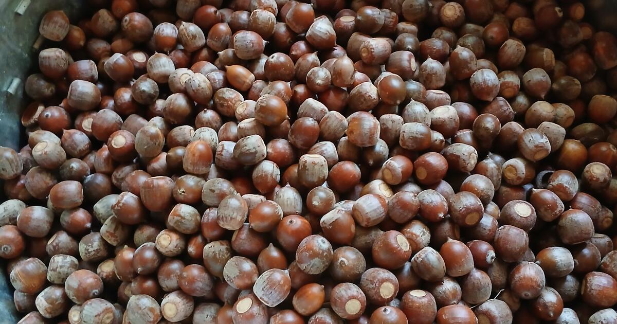 Fresh Acorns for $1 in East Aurora, NY | For Sale & Free — Nextdoor