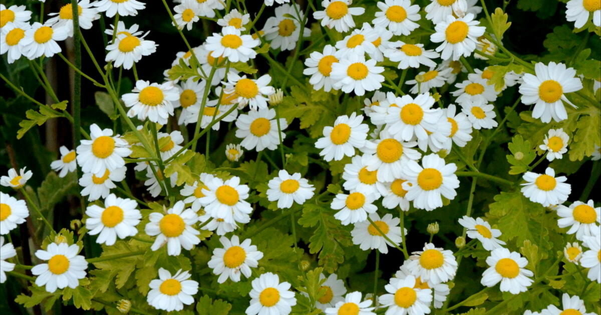 more plants? Yes, tell the rain to back off!! for $2 in Portland, OR | For Sale & Free — Nextdoor