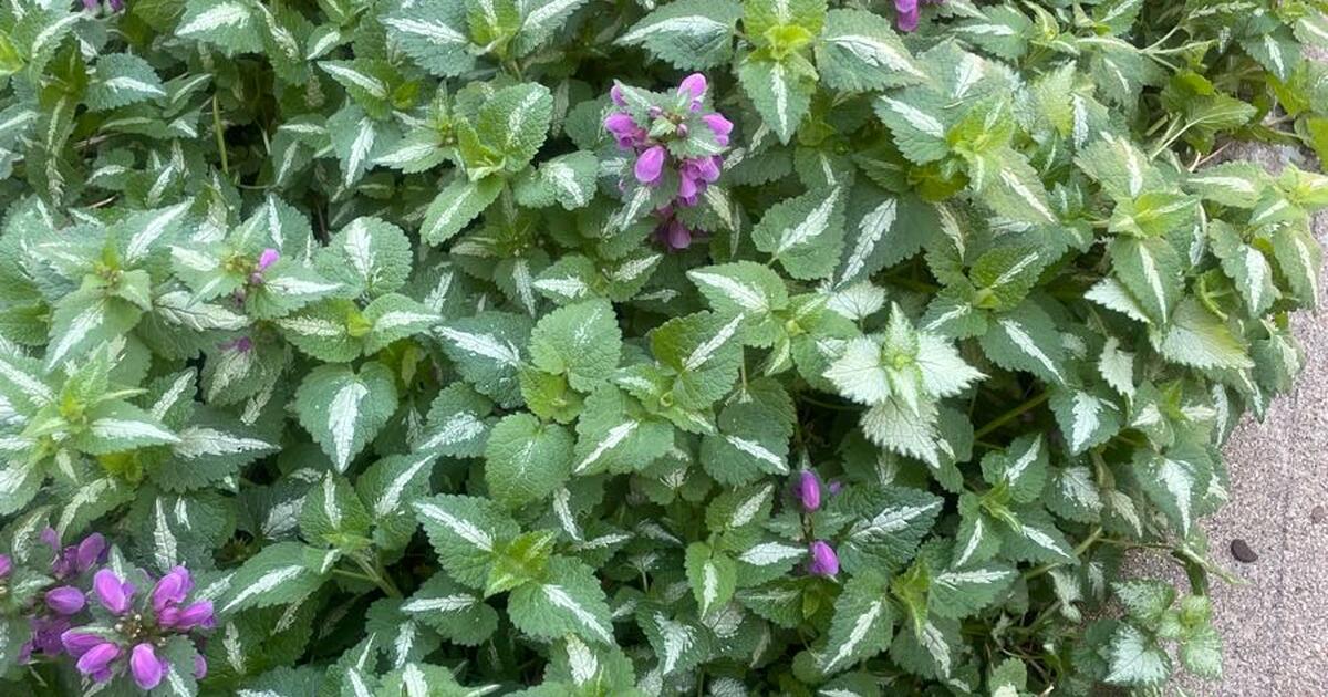 Free Purple Dead Nettle Ground Cover for Free in Centennial, CO | For ...