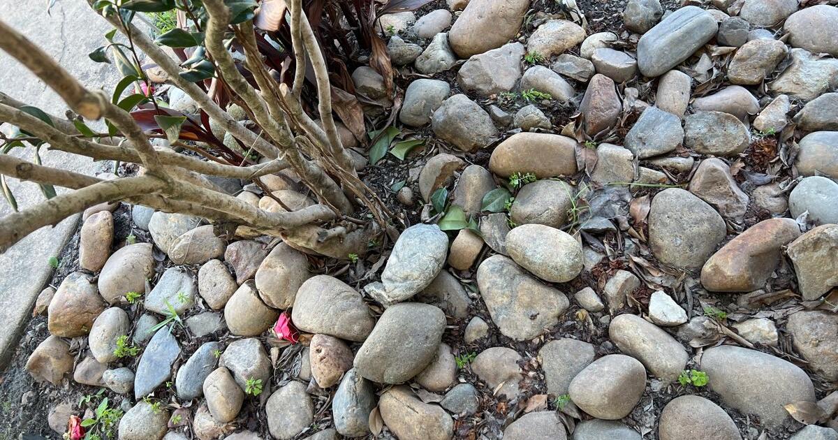 Free Large River Rocks - Pending pickup for Free in El Sobrante, CA ...