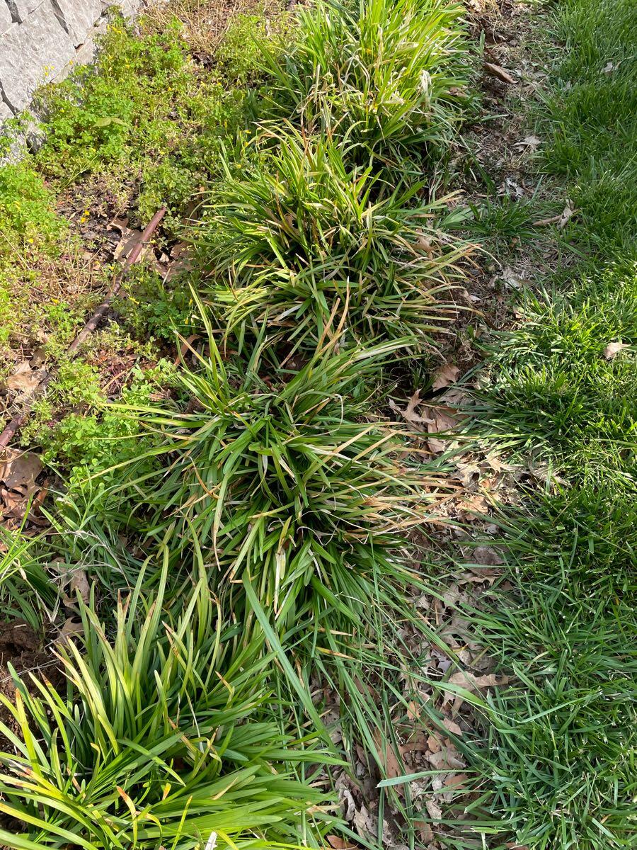 Monkey grass- ground cover for Free in Brentwood, TN | For Sale & Free — Nextdoor