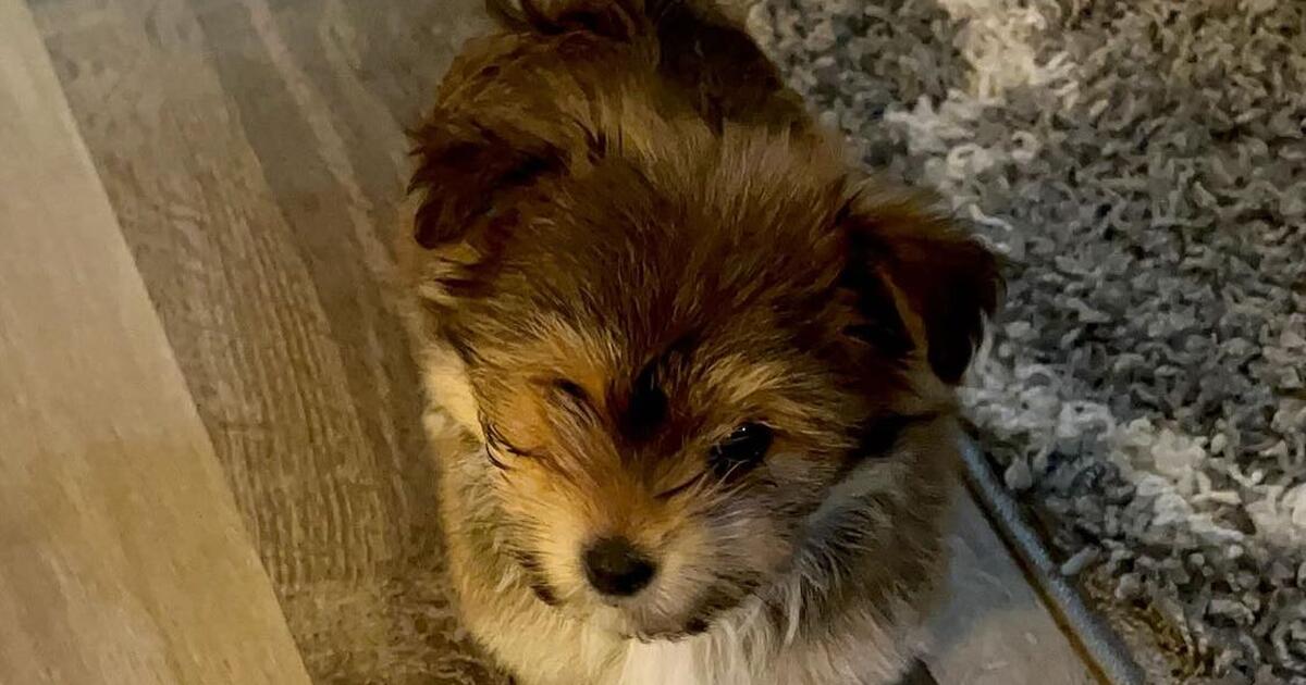 16 week old Yorkie for Free in North Highlands, CA | For Sale & Free ...