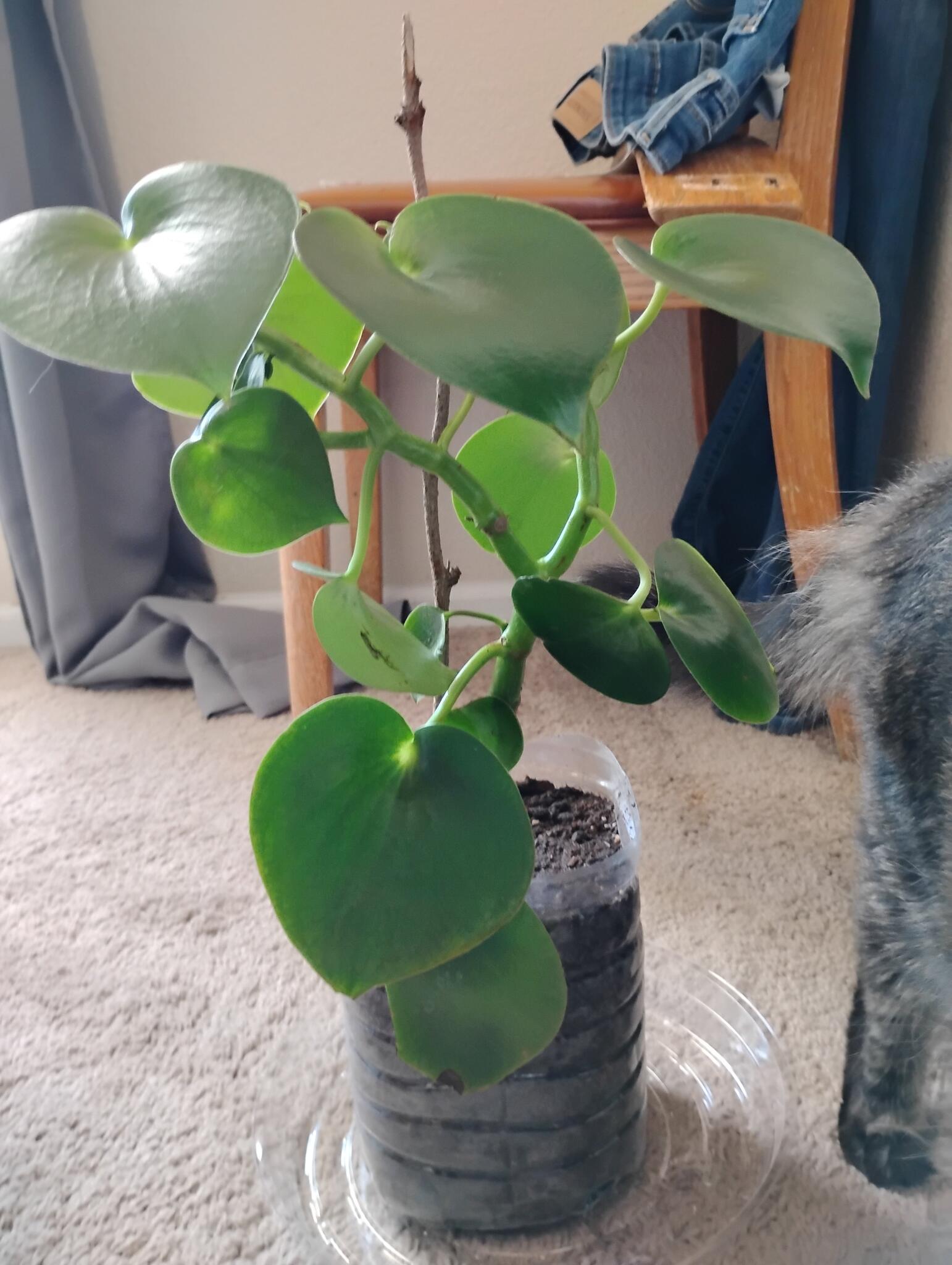 Yuma Foothills, Yuma | Everything You Need to Know