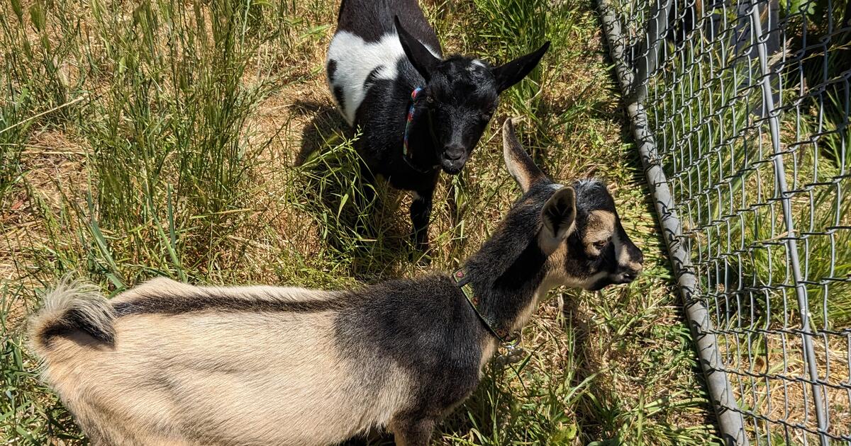 2 male 8 mo old Nigerian dwarf goats for Free in Sebastopol, CA | For Sale & Free — Nextdoor