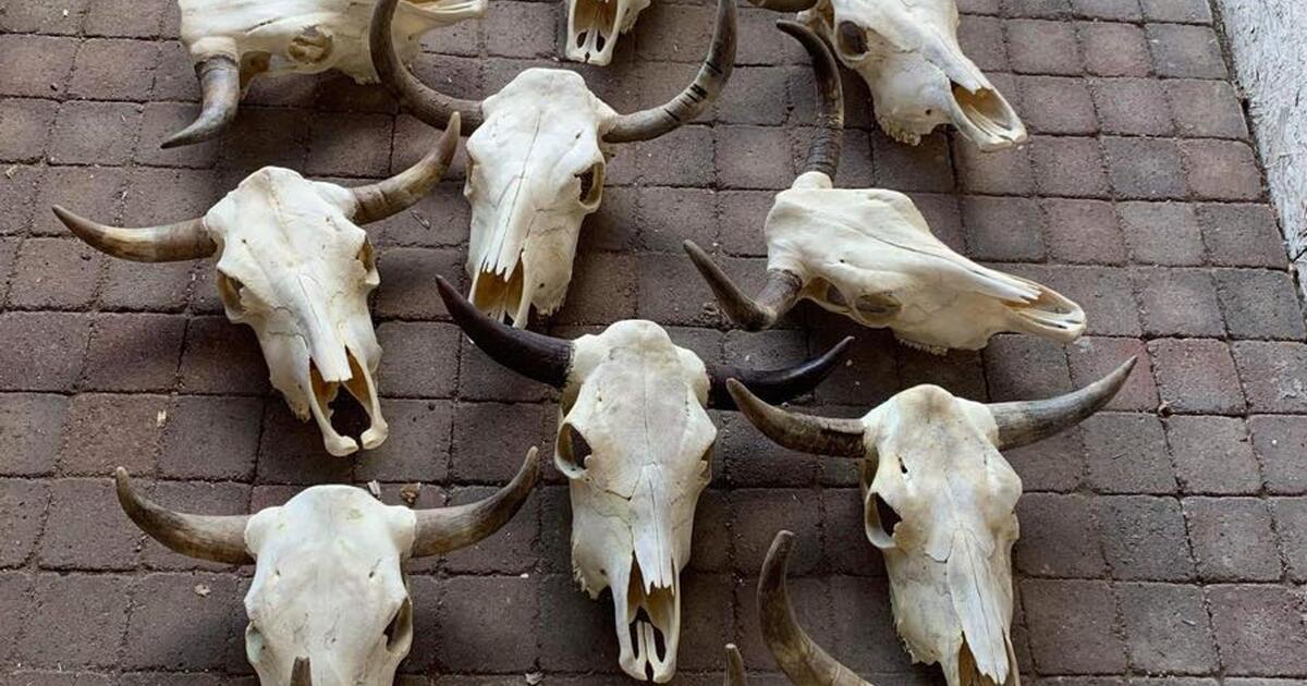 Cow Skulls for $60 in Phoenix, AZ | For Sale & Free — Nextdoor
