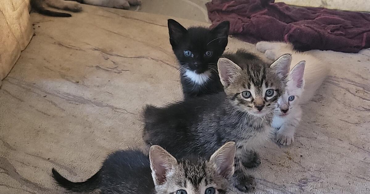 free kitten for Free in Naples, FL | For Sale & Free — Nextdoor