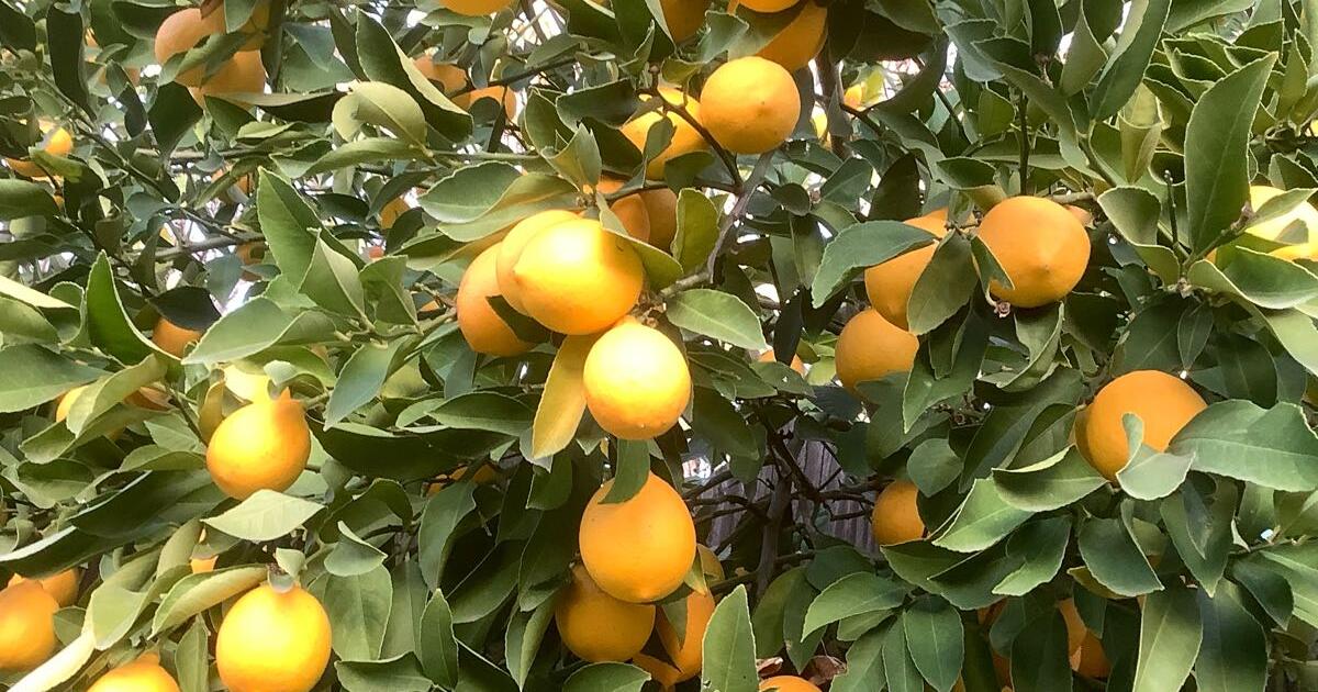 💕MEYER LEMONS! (DELICIOUS AND GOOD SIZE) (2 LEMONS FOR $1.00) for $1 in ...