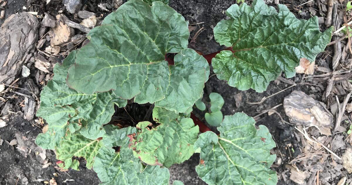 Rhubarb plants for Free in Robbinsdale, MN | Finds — Nextdoor
