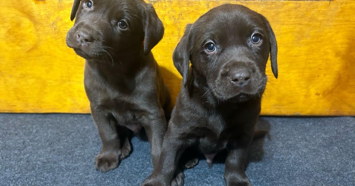 Purebred lab puppies for sale for $1350 in Willoughby, OH | Finds ...